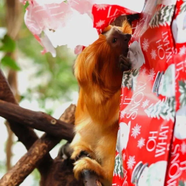 Roger Williams Park Zoo Hosts Holiday Lights Spectacular - Roger ...