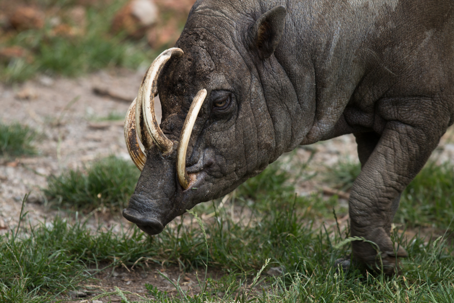 Babirusa - Roger Williams Park Zoo