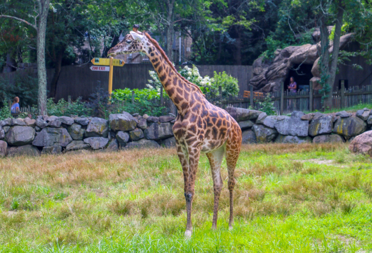 Masai Giraffe - Roger Williams Park Zoo