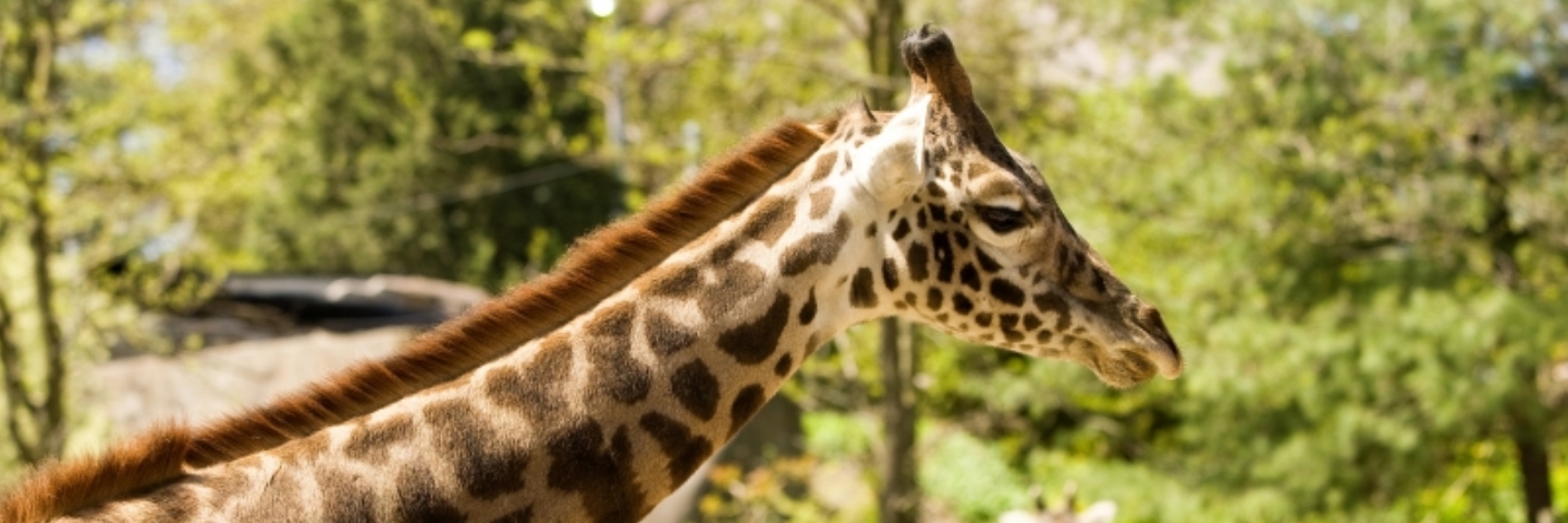 Masai Giraffe - Roger Williams Park Zoo