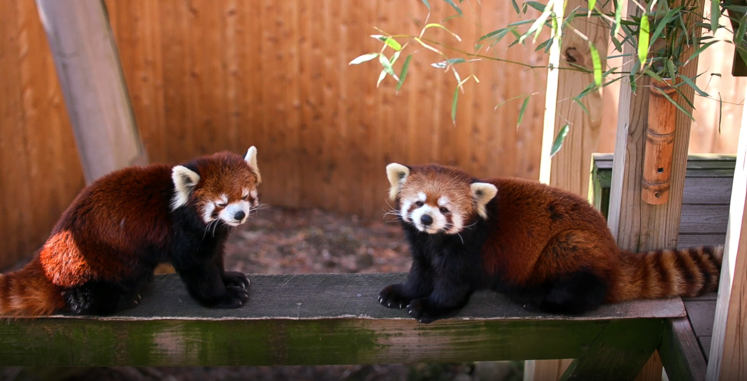 Red Panda - Roger Williams Park Zoo
