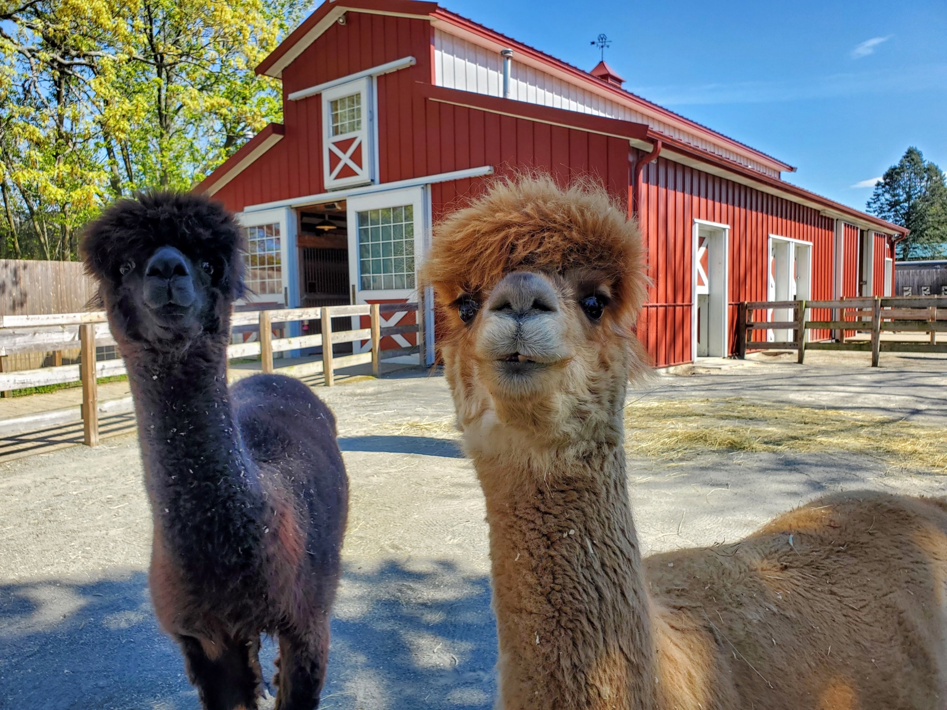 Alpaca - Roger Williams Park Zoo