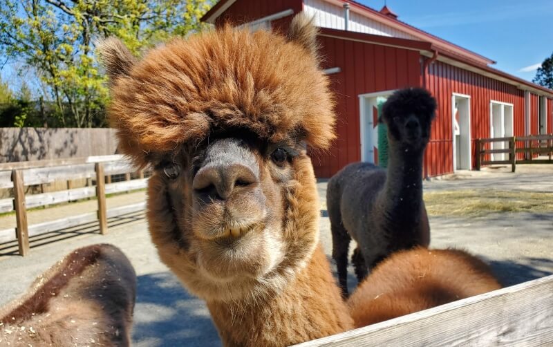 Alpaca - Roger Williams Park Zoo