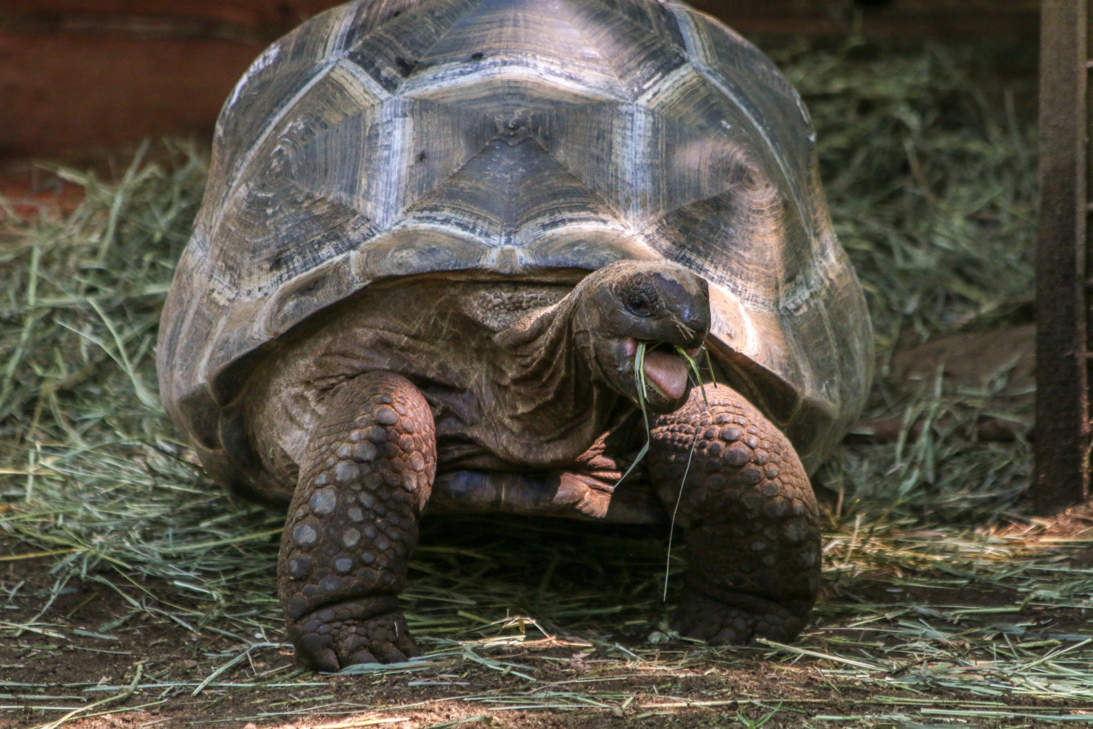 Aldabra Tortoise - Roger Williams Park Zoo