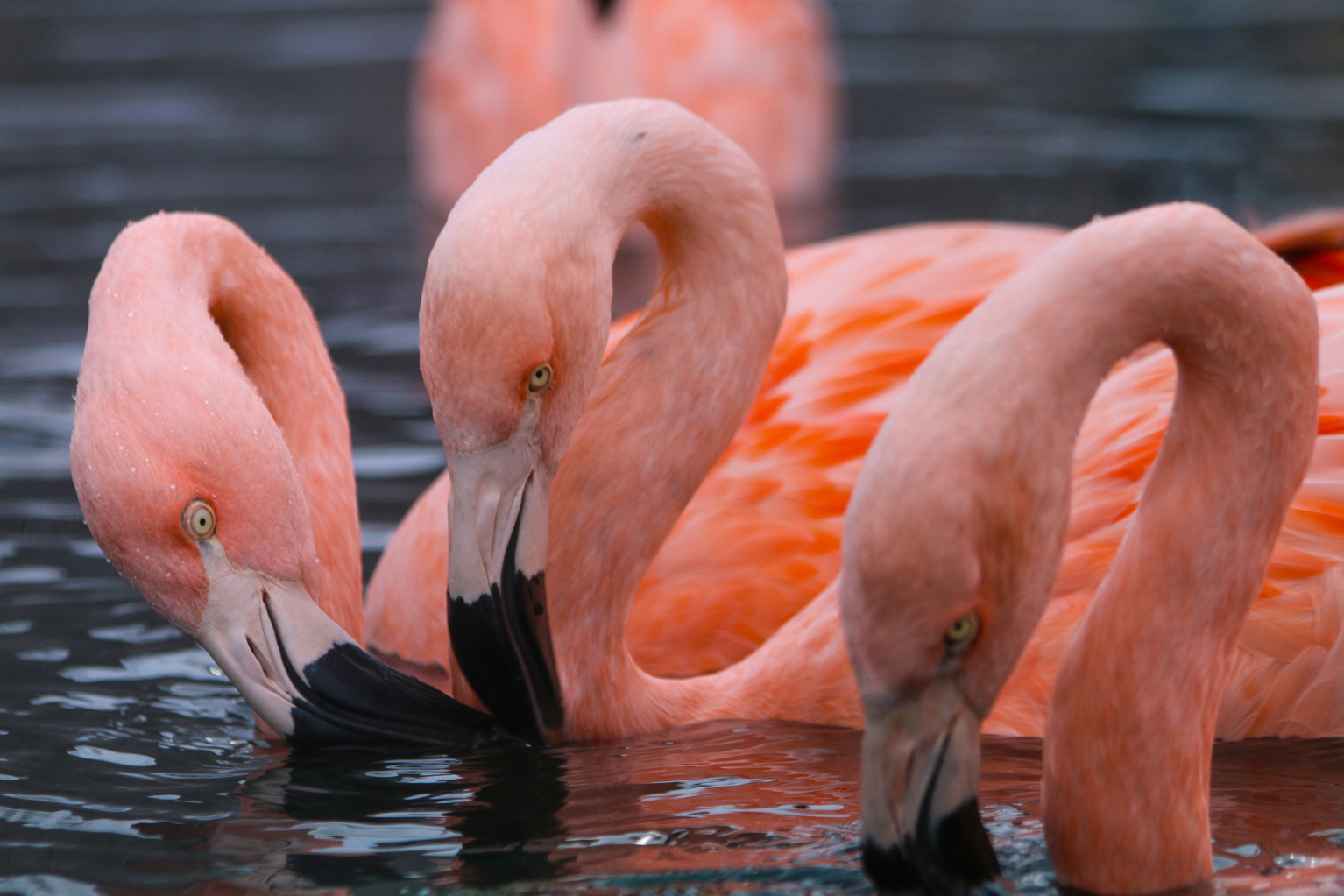 Chilean Flamingo - Roger Williams Park Zoo