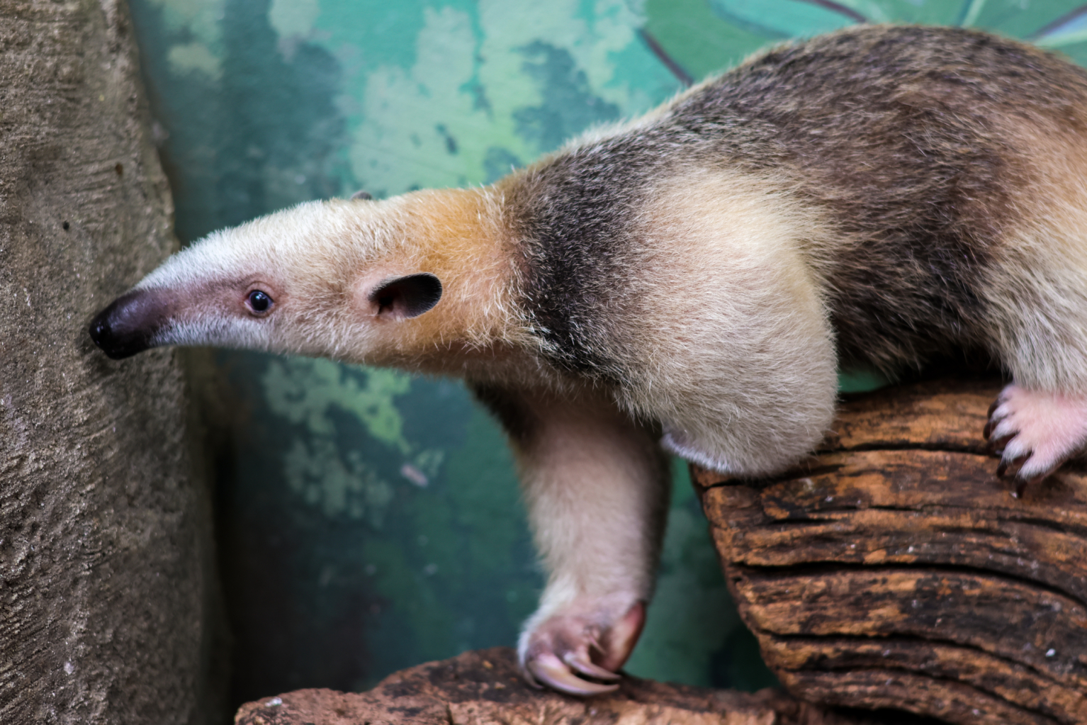 Southern Tamandua - Roger Williams Park Zoo