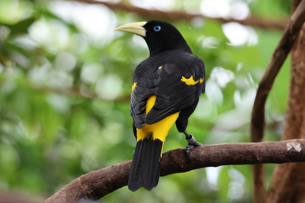 Yellow-Rumped Cacique - Roger Williams Park Zoo