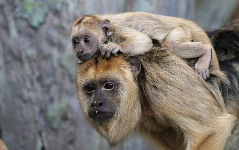 Southern Black Howler Monkey - Roger Williams Park Zoo