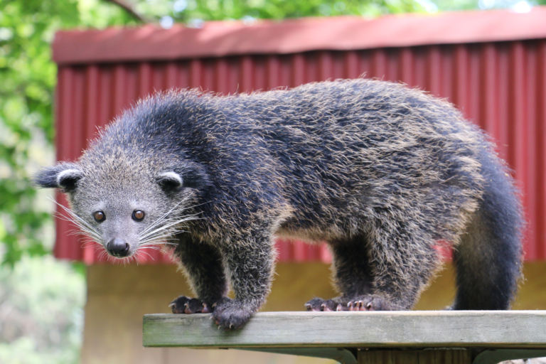 Binturong - Roger Williams Park Zoo