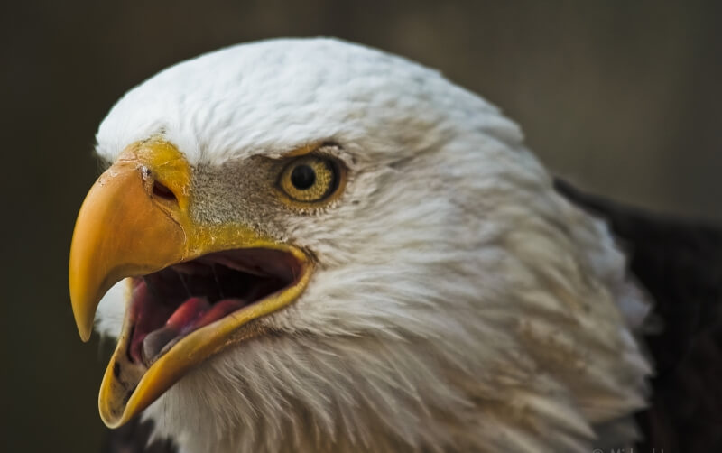 Bald Eagle - Roger Williams Park Zoo