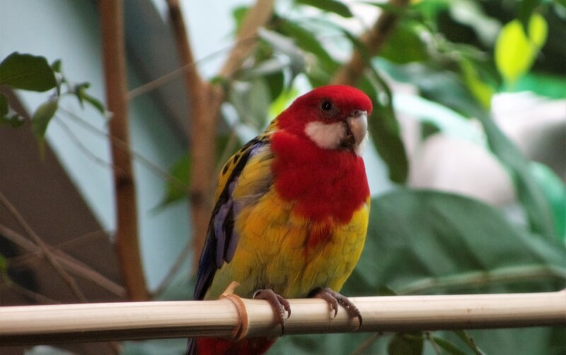 Eastern Rosella - Roger Williams Park Zoo