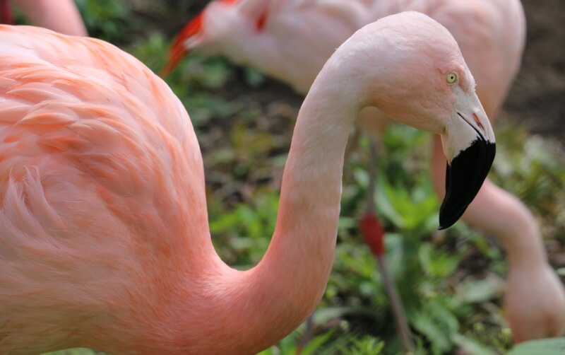 Chilean Flamingo - Roger Williams Park Zoo