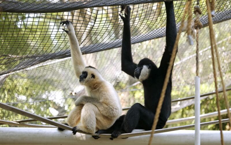 White-Cheeked Gibbon - Roger Williams Park Zoo