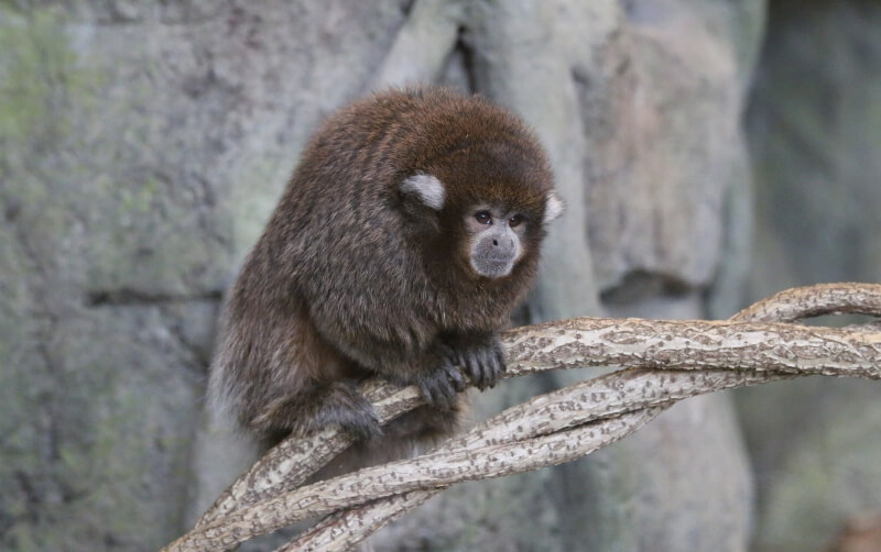 Bolivian Gray Titi Monkey - Roger Williams Park Zoo