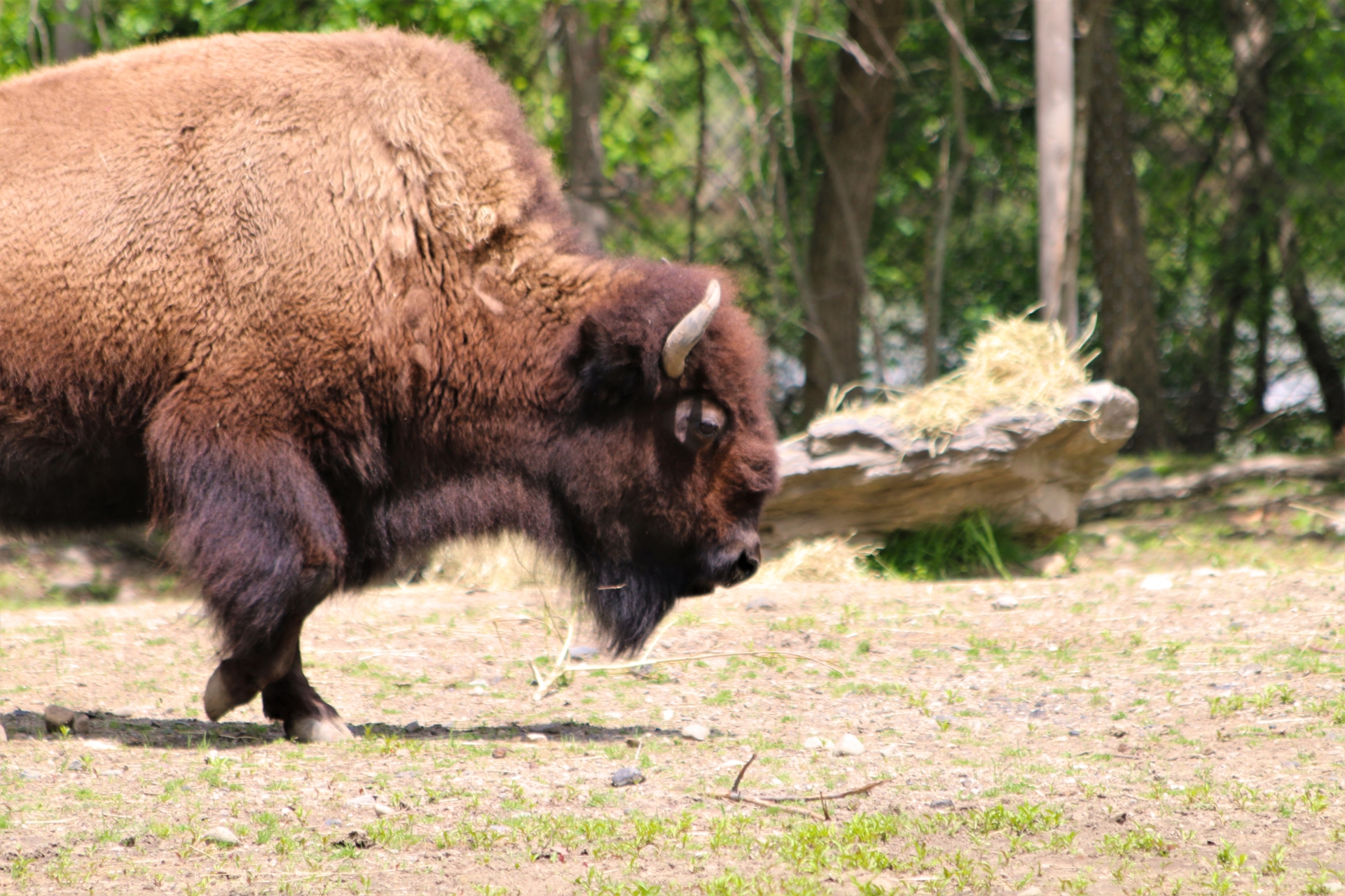 Bison - Roger Williams Park Zoo
