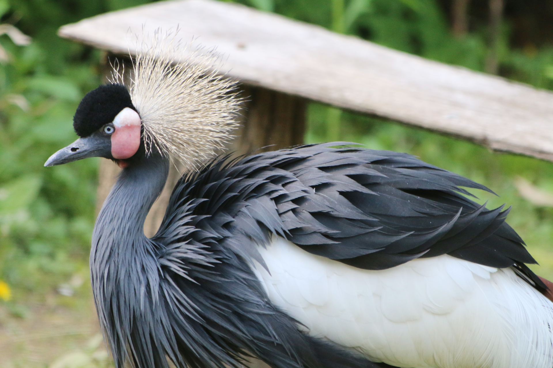 West-African Black Crowned Crane - Roger Williams Park Zoo