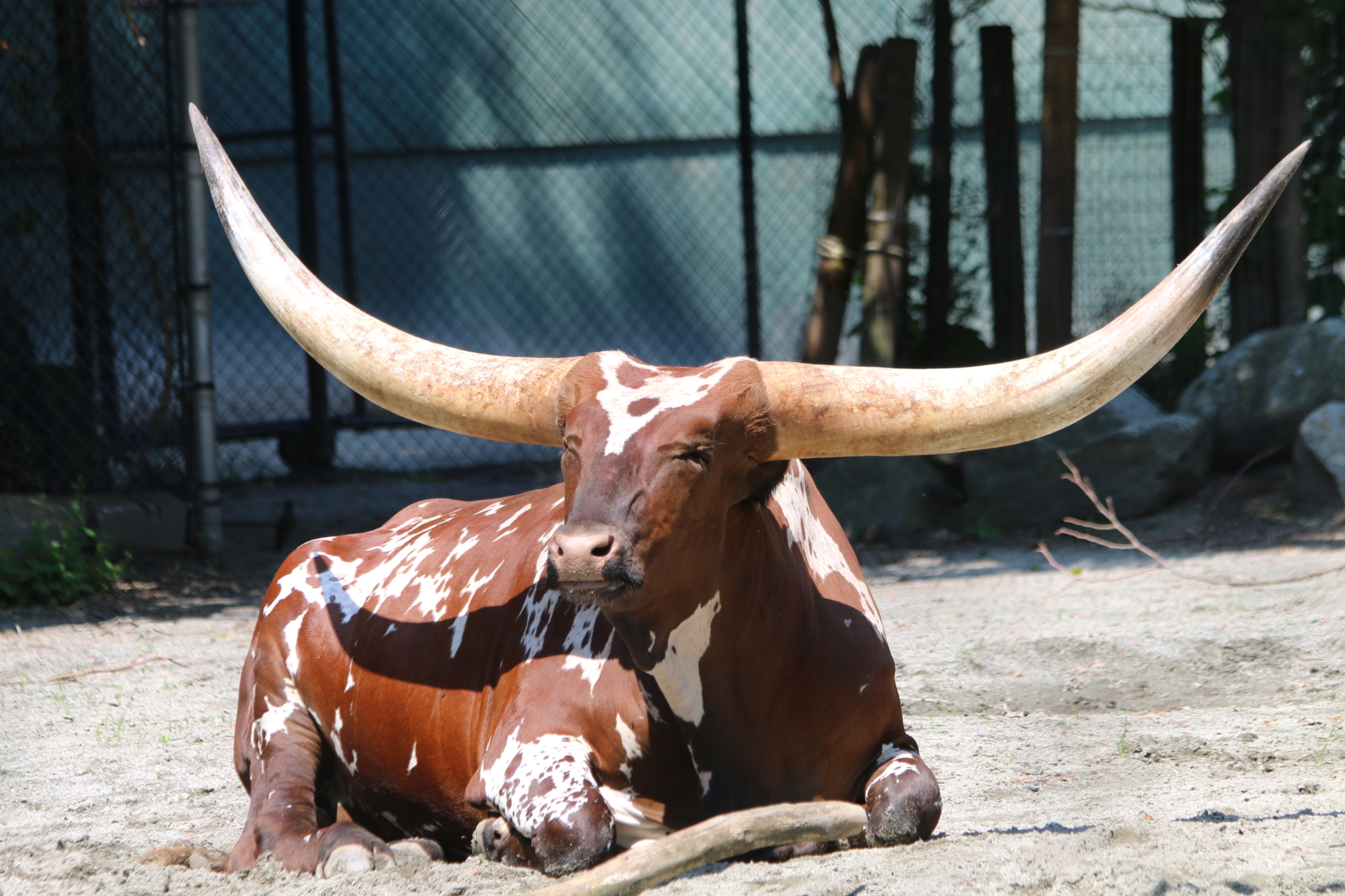 Ankole-Watusi Cattle - Roger Williams Park Zoo