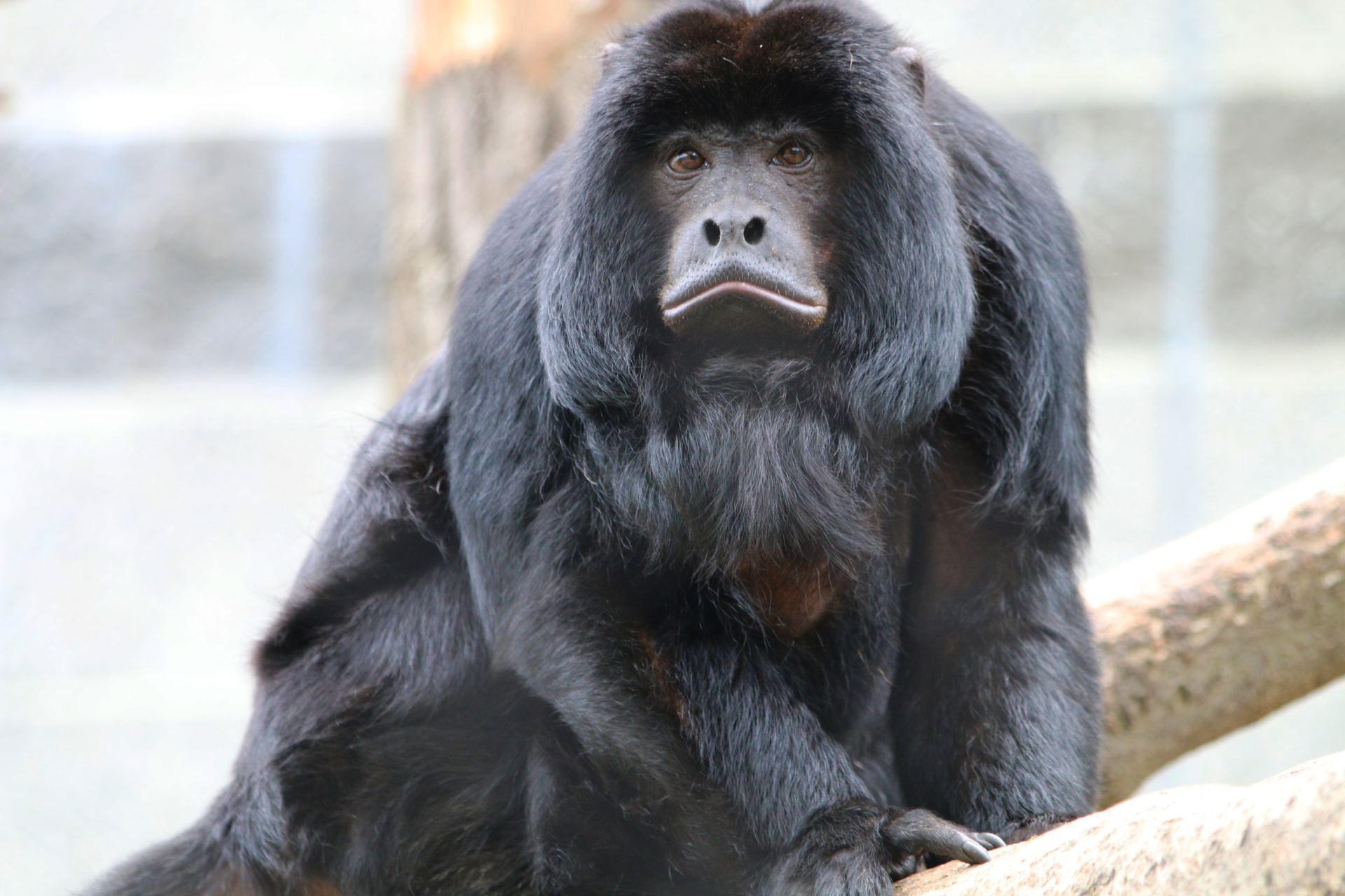 Southern Black Howler Monkey - Roger Williams Park Zoo