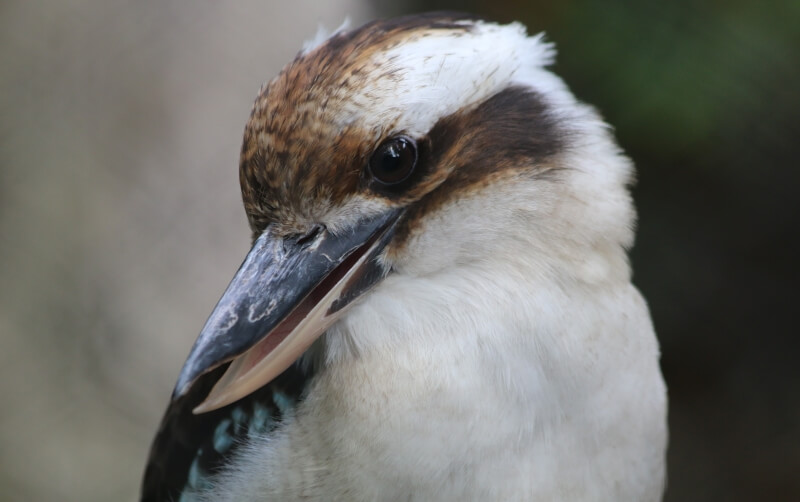 Laughing Kookaburra - Roger Williams Park Zoo