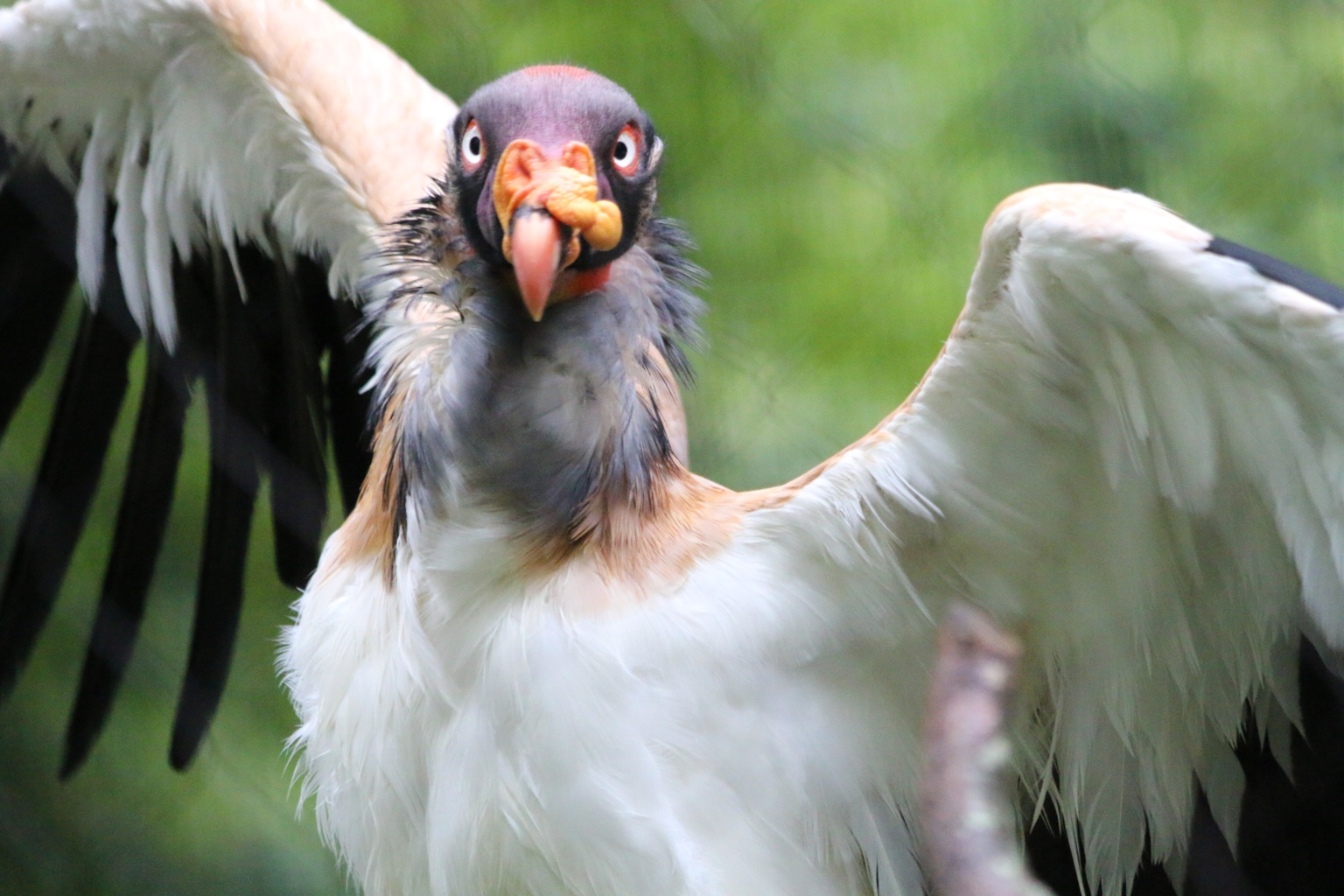 King Vulture - Roger Williams Park Zoo