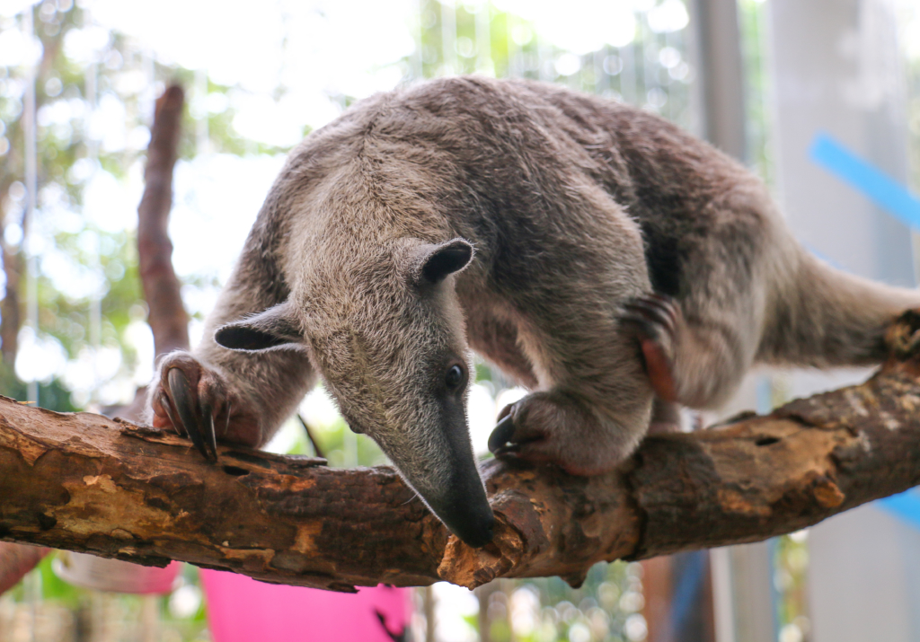 Southern Tamandu - Roger Williams Park Zoo