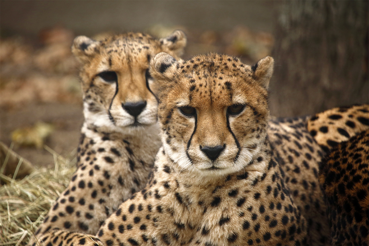 Cheetah - Roger Williams Park Zoo