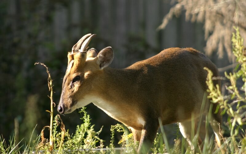 Reeves' Muntjac - Roger Williams Park Zoo