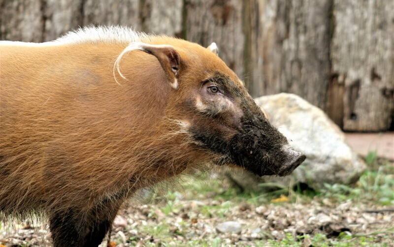 Red River Hog - Roger Williams Park Zoo