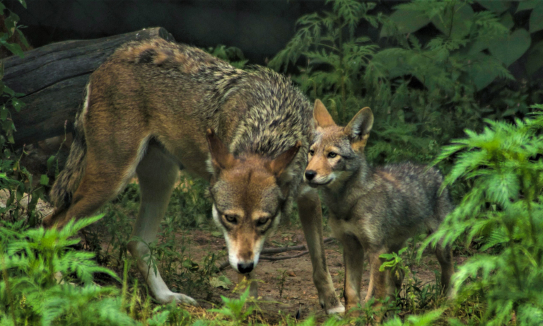 Red Wolf - Roger Williams Park Zoo