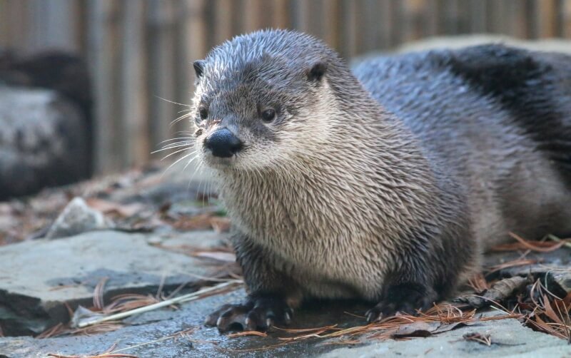 River Otter - Roger Williams Park Zoo