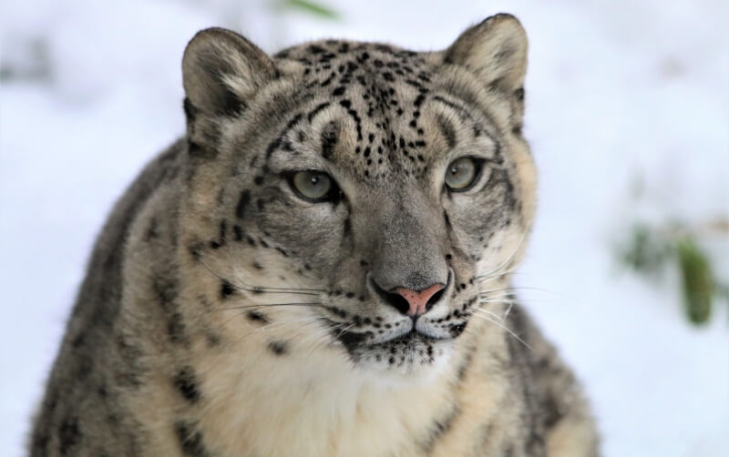 Snow Leopard - Roger Williams Park Zoo