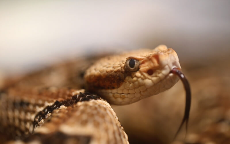 Timber Rattlesnake - Roger Williams Park Zoo