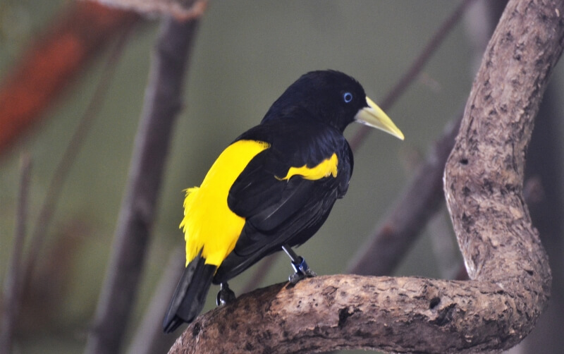 Yellow-Rumped Cacique - Roger Williams Park Zoo