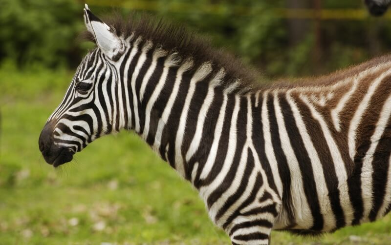Plains Zebra - Roger Williams Park Zoo