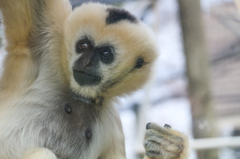White-Cheeked Gibbon - Roger Williams Park Zoo