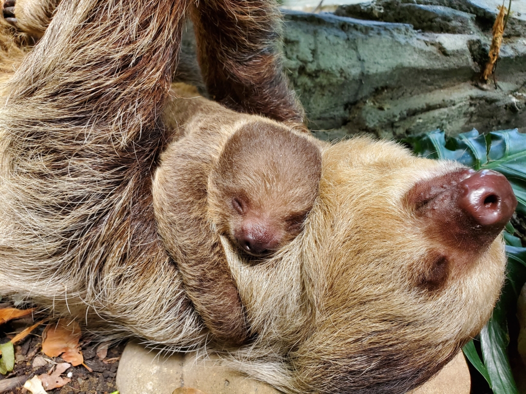 Linne's Two-Toed Sloth - Roger Williams Park Zoo
