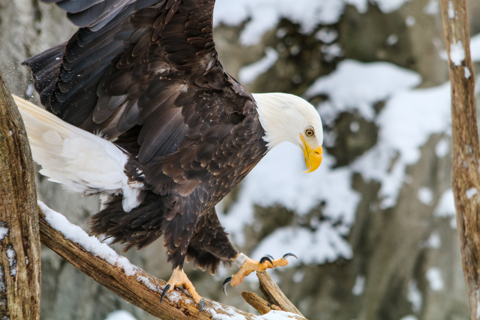 Bald Eagle - Roger Williams Park Zoo