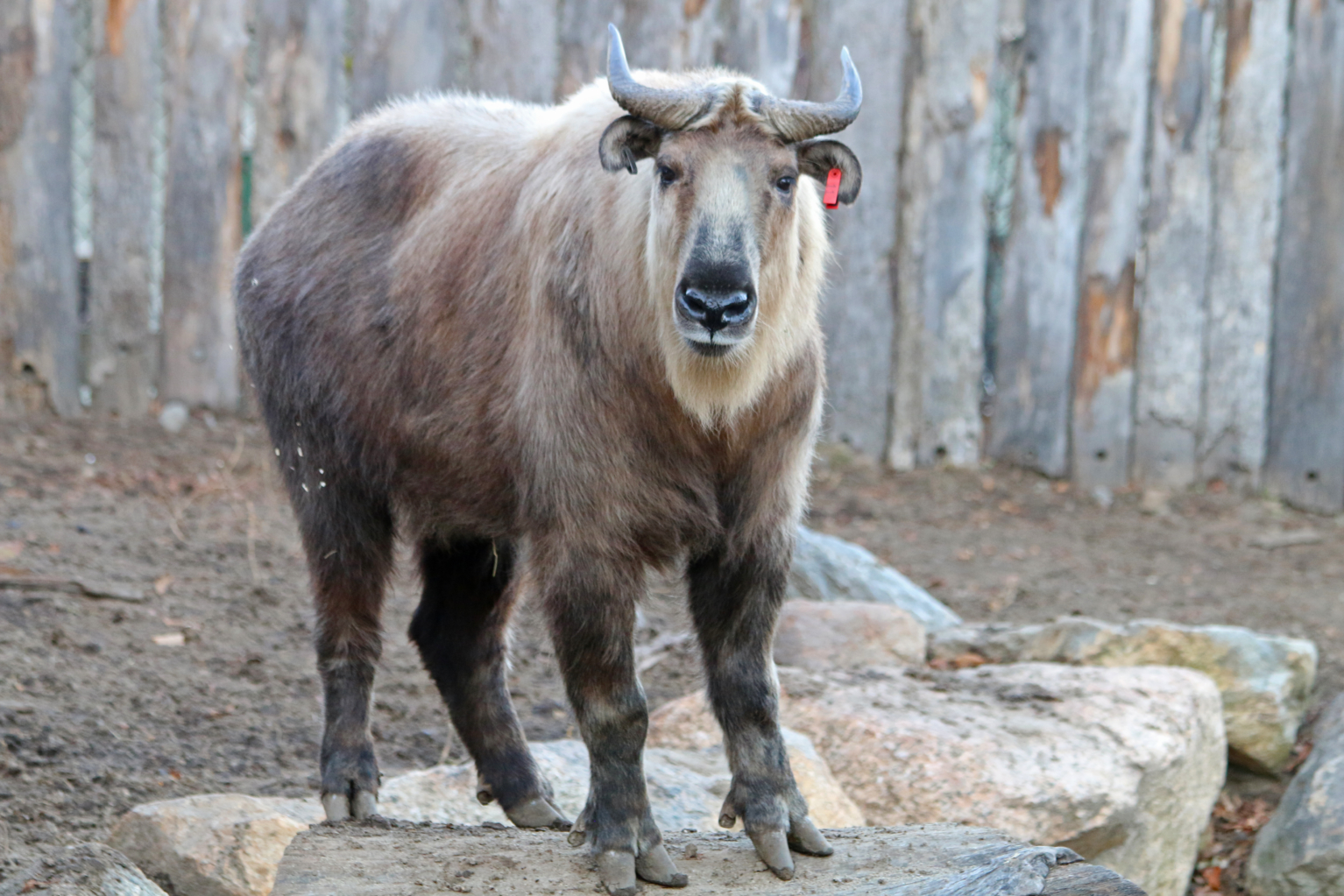 Takin - Roger Williams Park Zoo