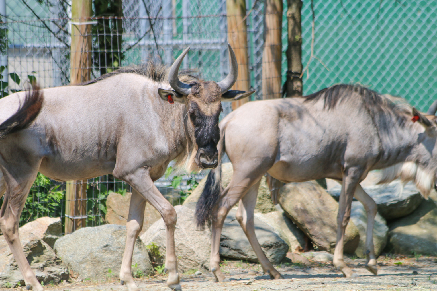 Wildebeest - Roger Williams Park Zoo