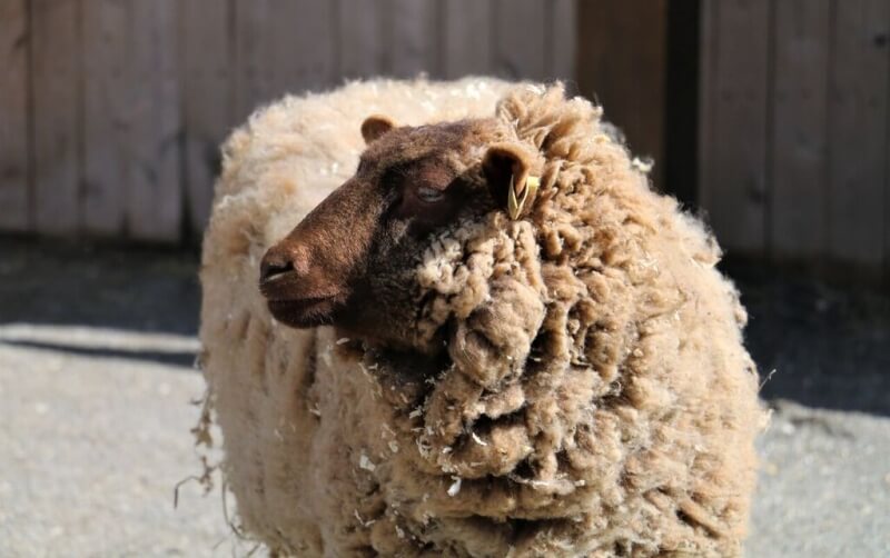 Shetland Sheep - Roger Williams Park Zoo