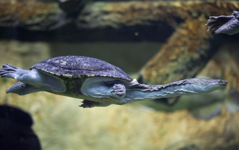 Australia Snake-Neck Turtle - Roger Williams Park Zoo