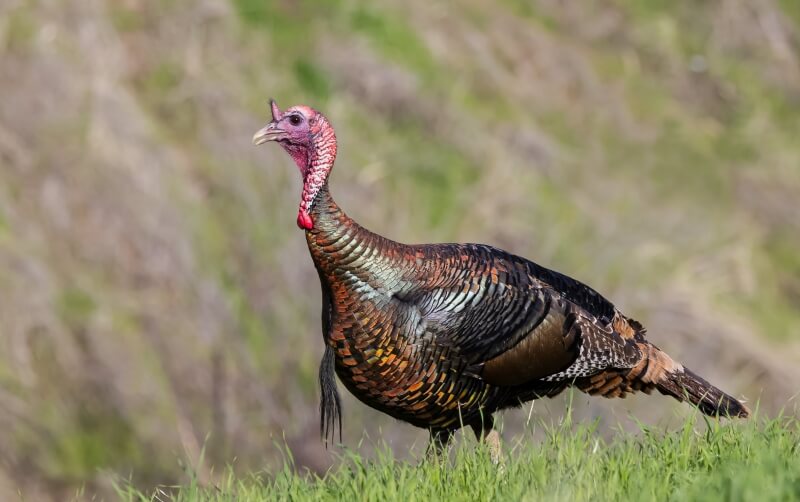 Wild Turkey - Roger Williams Park Zoo