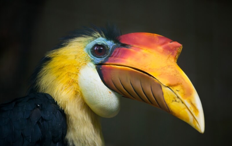 Wrinkled Hornbill - Roger Williams Park Zoo