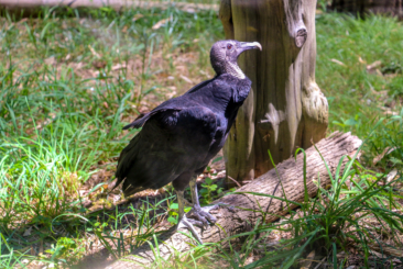 Black Vulture - Roger Williams Park Zoo