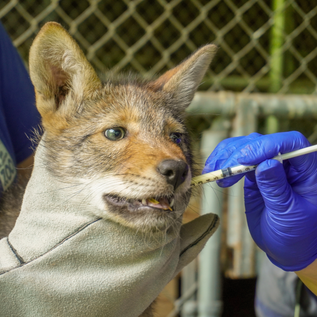 Critically Endangered Red Wolf Pup Receives First Health Exam - Roger ...