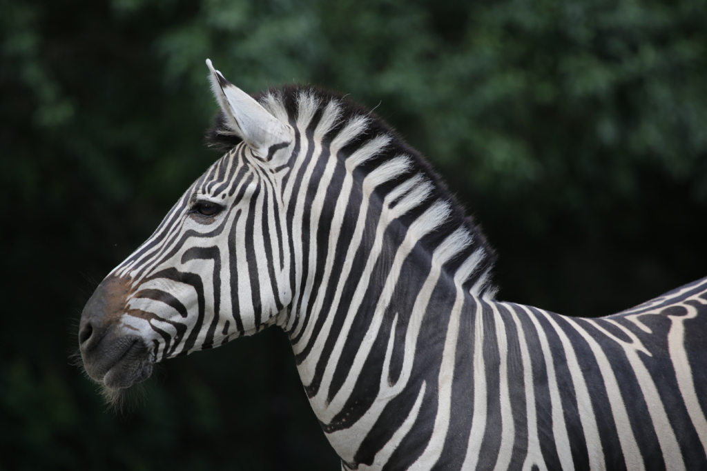 Breakfast with the Zebra & Wildebeest - Roger Williams Park Zoo