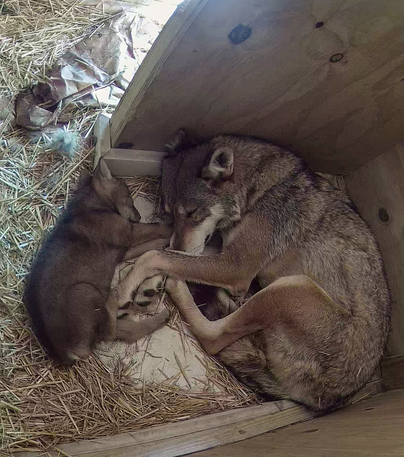 Critically Endangered Red Wolf Pup Born at Roger Williams Park Zoo ...