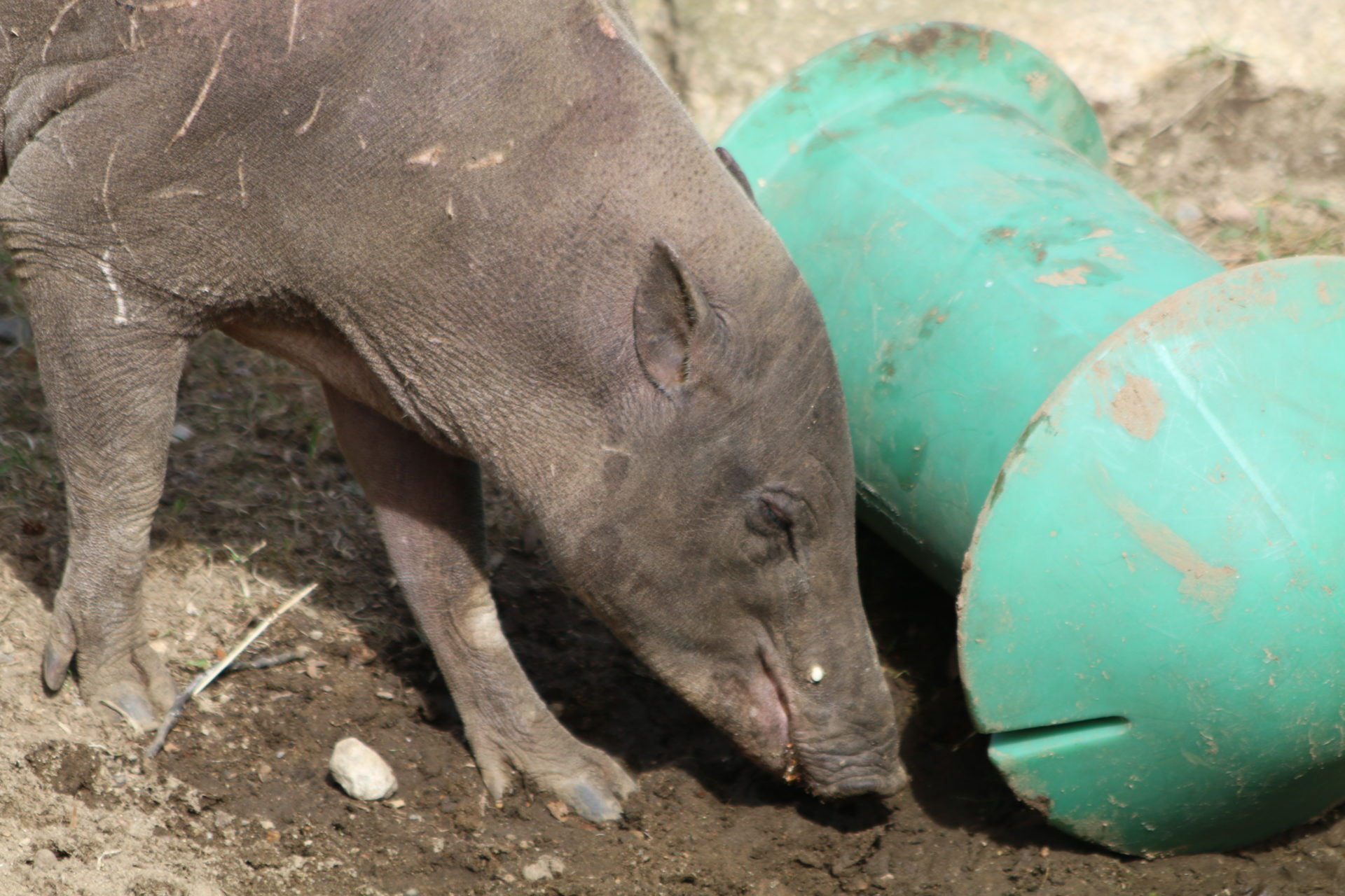 Animal Enrichment Wish List - Roger Williams Park Zoo