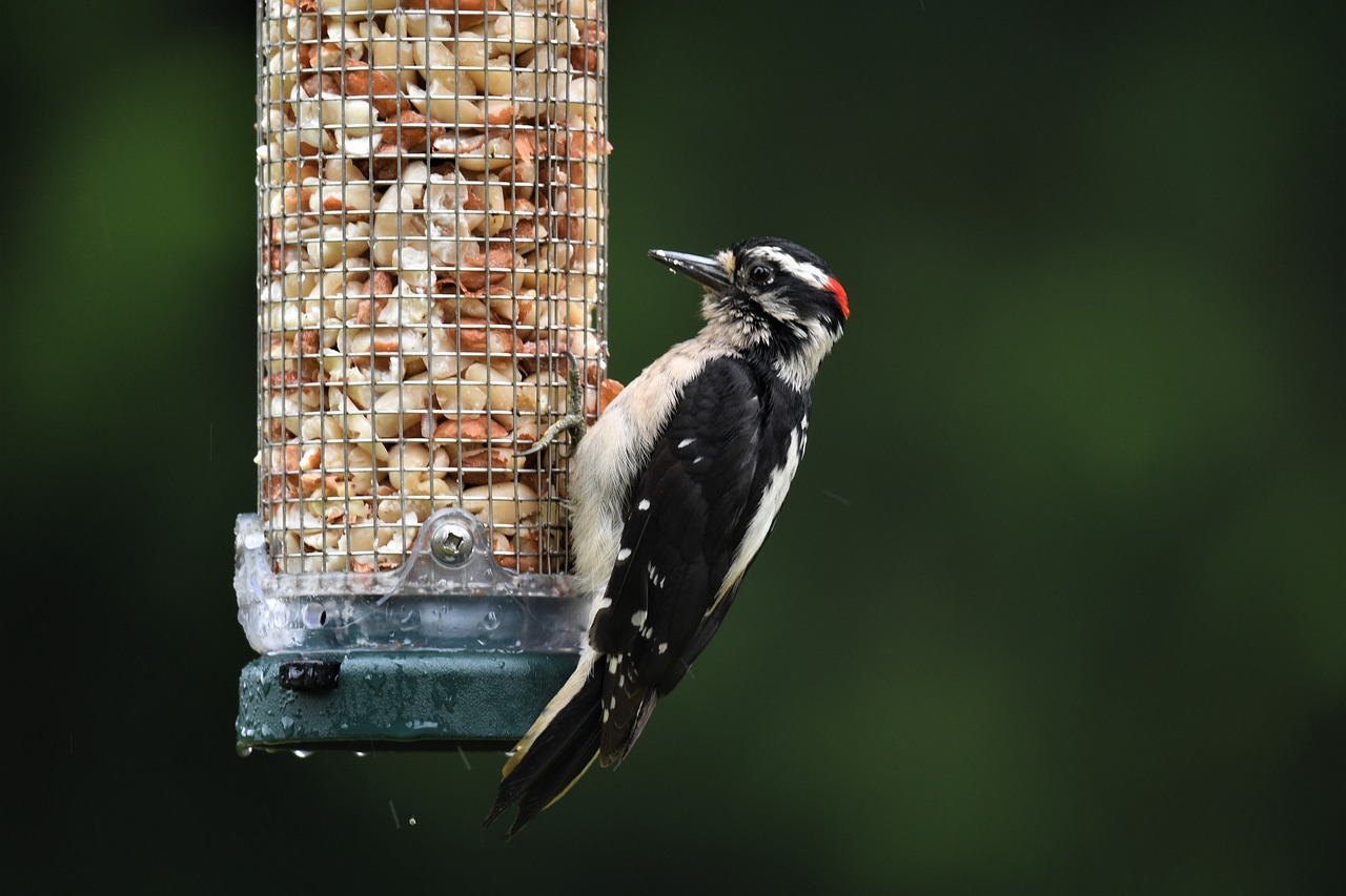 Songbird Conservation - Roger Williams Park Zoo