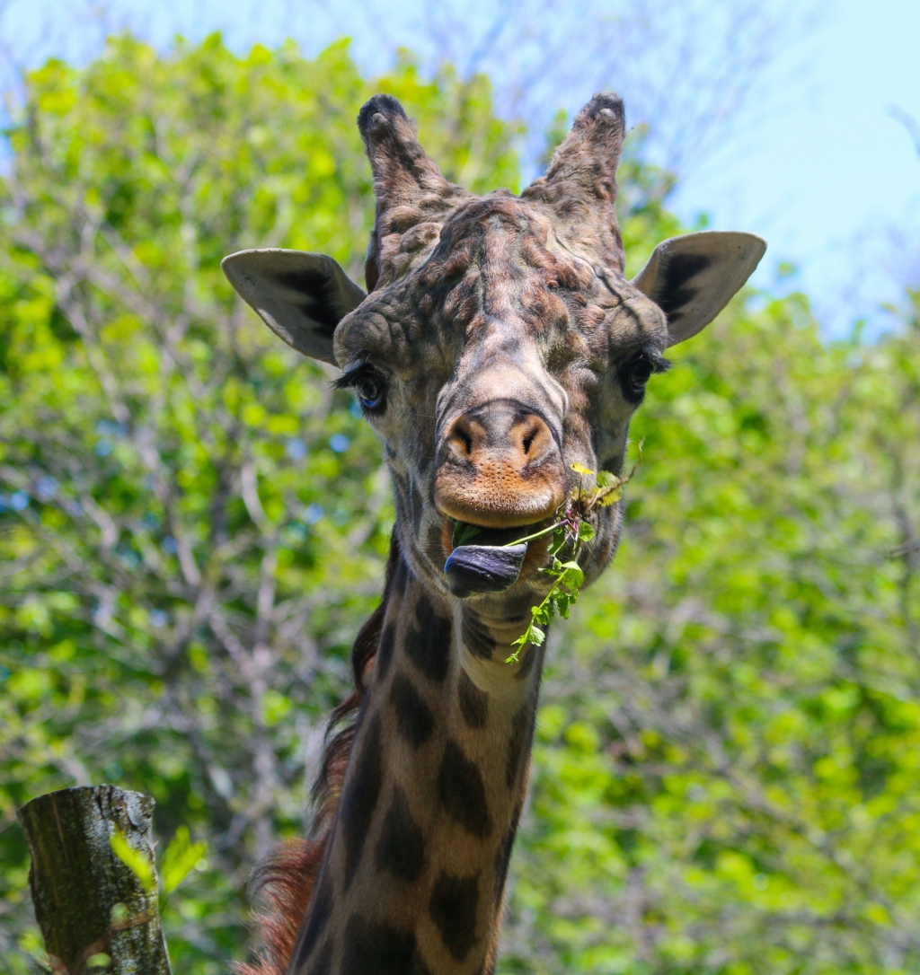 Roger Williams Park Zoo Mourns the Death of Giraffe Jaffa - Roger ...